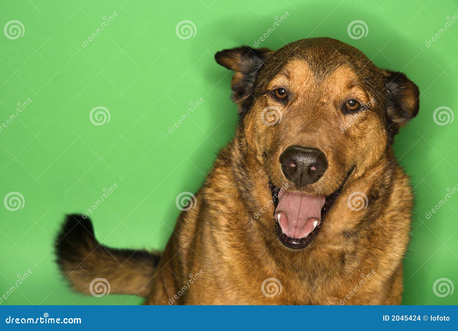 Brown dog sitting stock photo. Image of shepherd, colour - 2045424