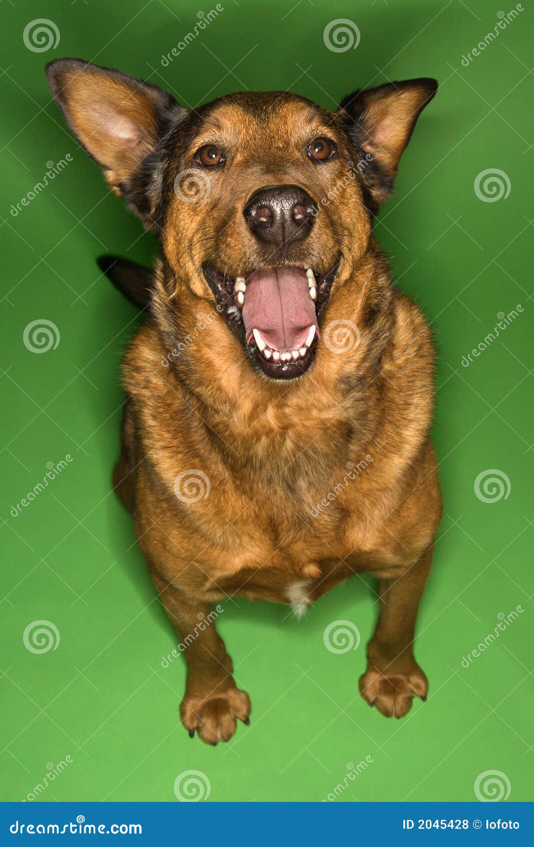 Brown dog sitting. stock photo. Image of portrait, pant - 2045428