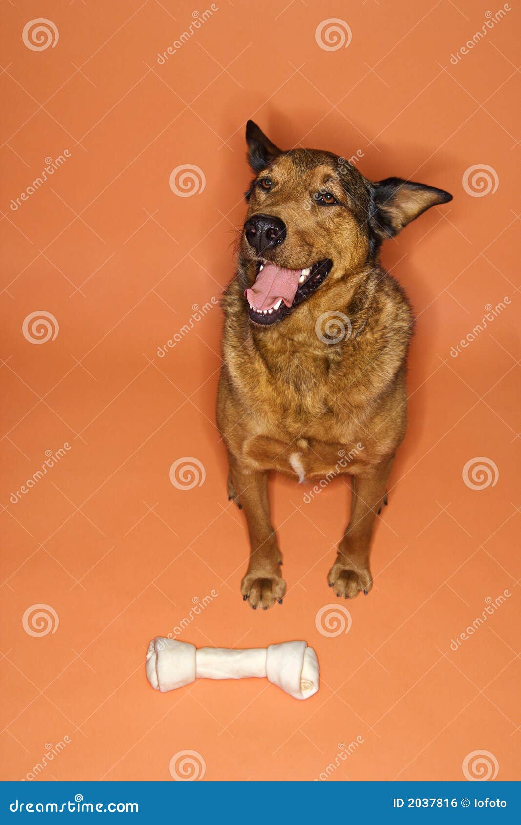 Brown Dog Sitting with Large Bone. Stock Photo - Image of hungry ...