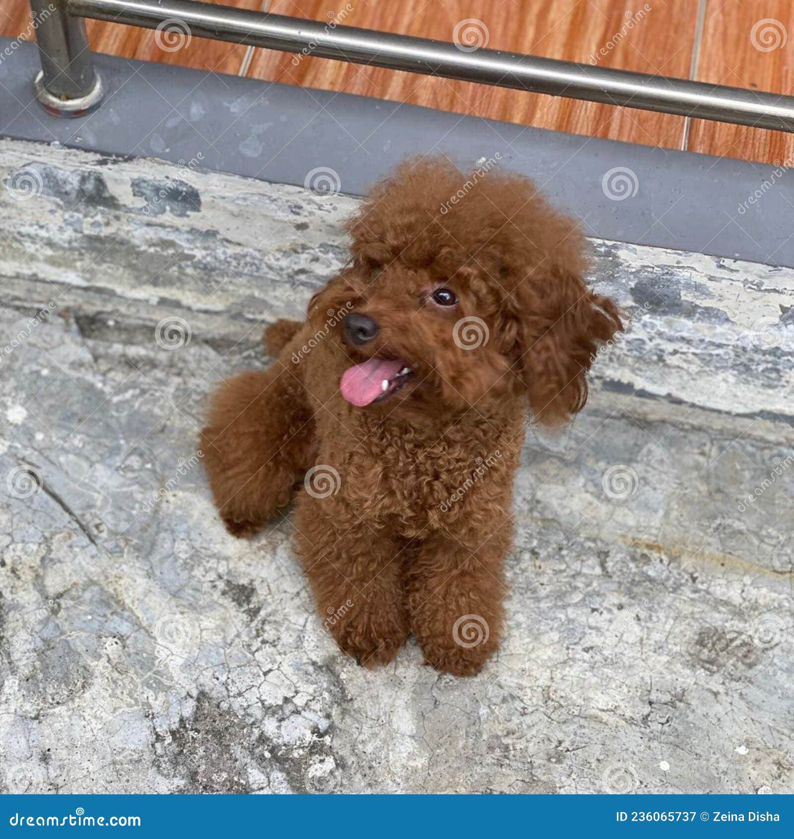 Brown dog sitting relaxed stock image. Image of relaxed - 236065737