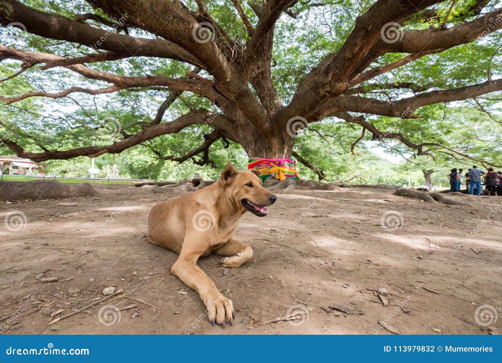 Brown Dog Sitting Under Rain Tree Stock Photo - Image of landscape ...