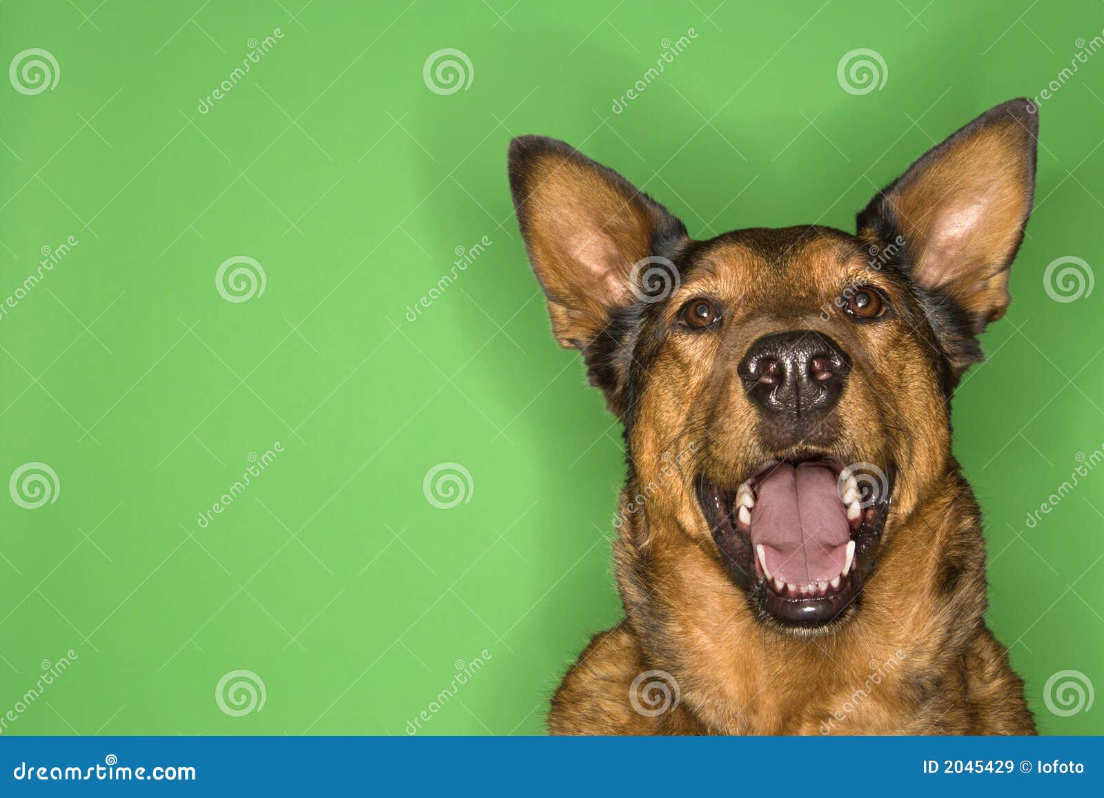 Brown dog smiling. stock image. Image of mixed, panting - 2045429