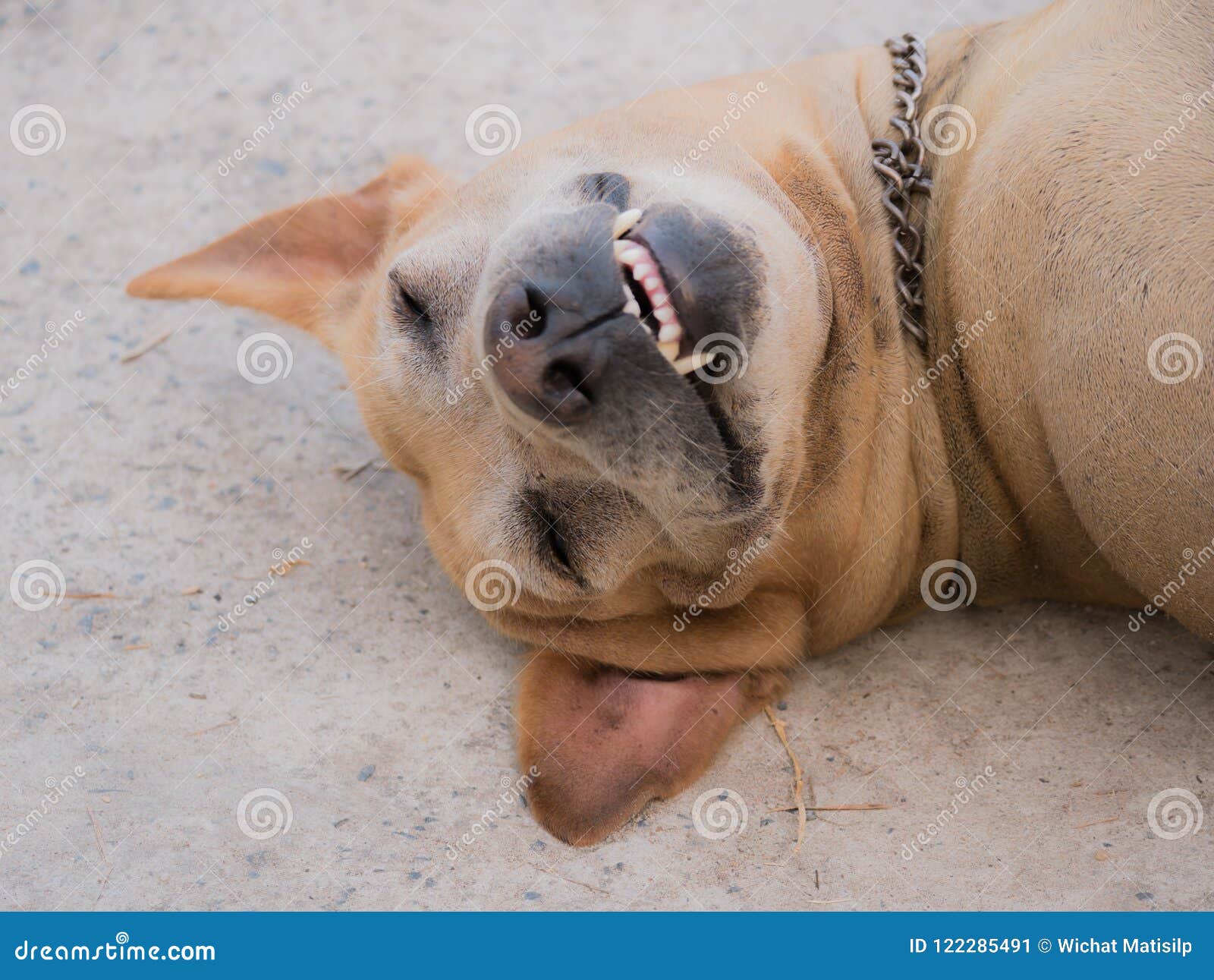 The Brown Dog Smiling stock image. Image of isolated - 122285491
