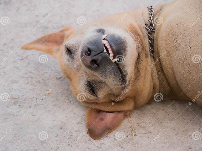 The Brown Dog Smiling stock image. Image of isolated - 122285491