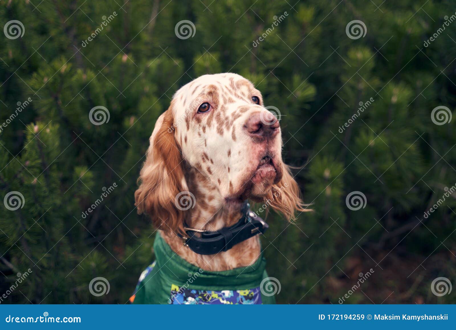 Brown Dog with Spots on Muzzle Hanging Curly Ears Stock Image - Image ...