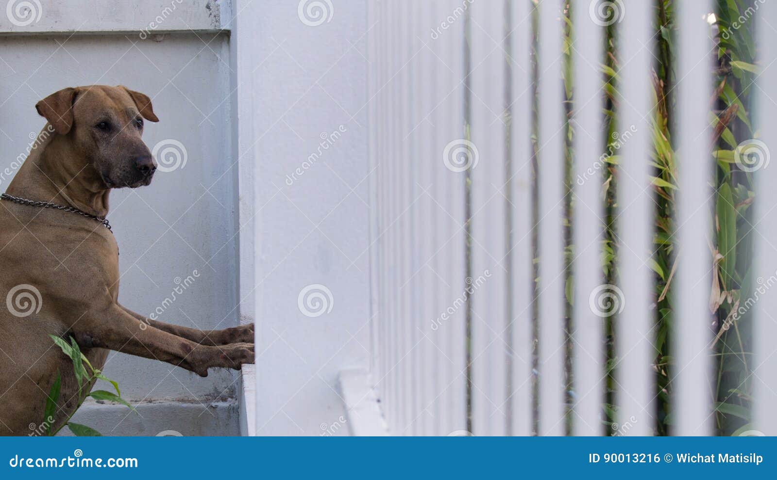 Brown Dog Stand Toe Side of the Fence Stock Photo - Image of fence ...