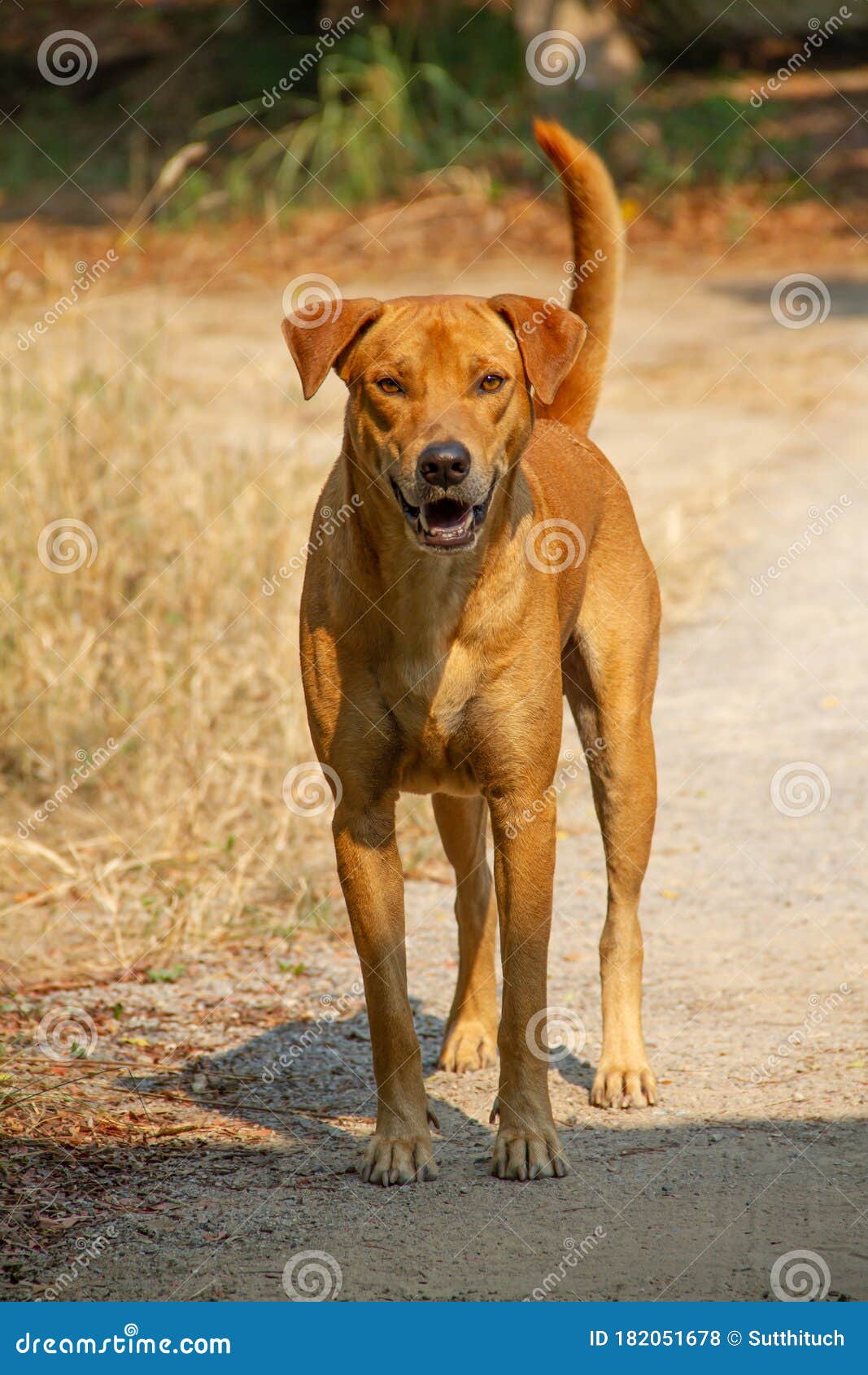 The Brown Dog is Standing on the Ground Stock Photo - Image of tongue ...