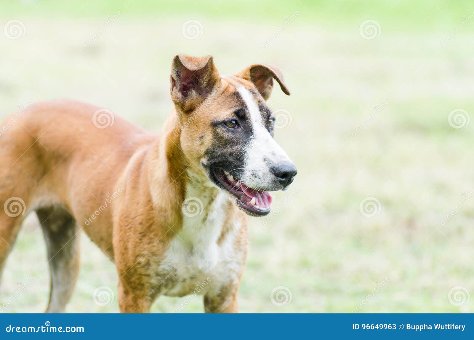 Brown dog standing stock image. Image of face, domestic - 96649963