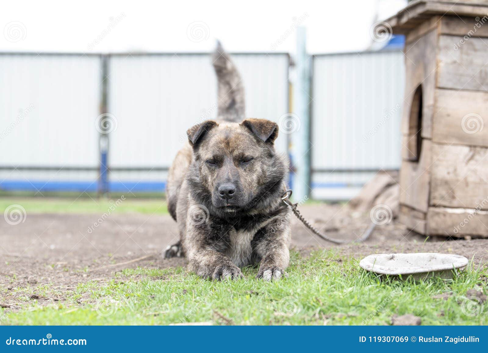 Brown Dog with Stripes on a Leash in the Yard Stock Image - Image of ...