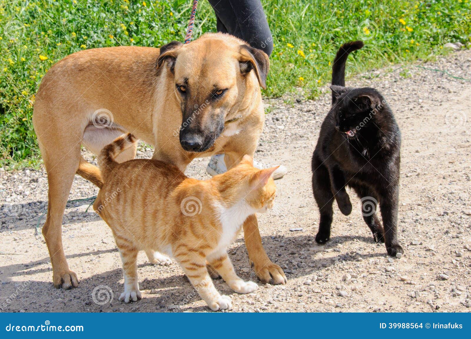 Brown Dog and Two Cats Together Stock Photo - Image of look, canine ...