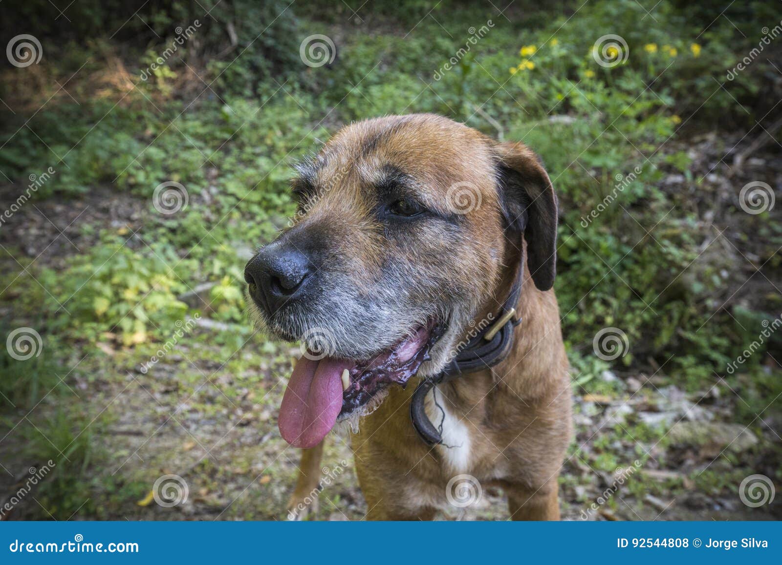 Brown dog very sick. stock photo. Image of brown, sick - 92544808