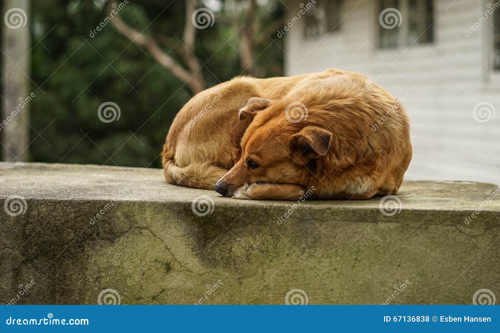 Brown Dog on the Wall stock photo. Image of muzzle, floor - 67136838
