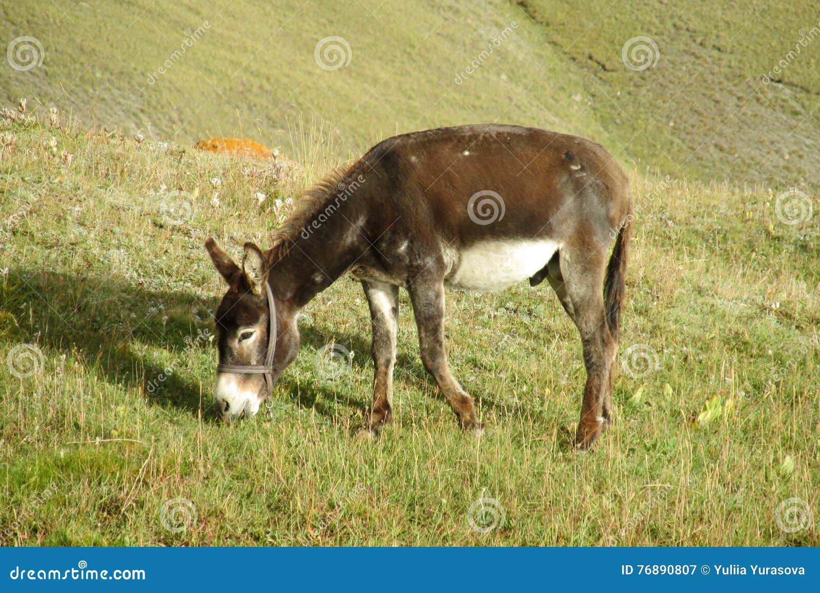Brown Domestic Donkey Eats Grass Stock Image - Image of grass, farming ...