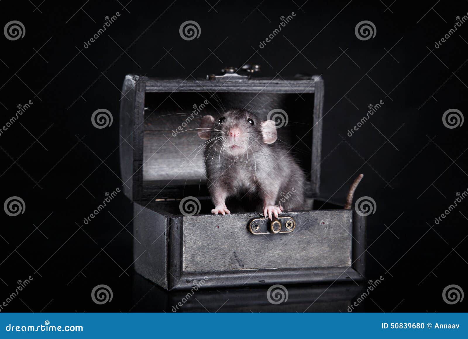 Brown Domestic Rat on a Black Background Stock Photo - Image of mammal ...