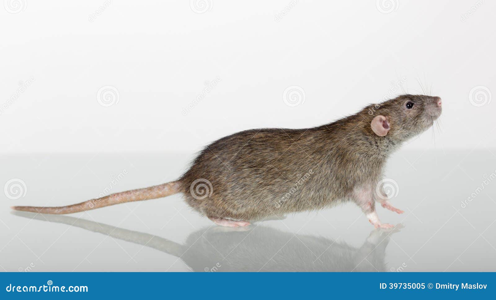 Brown domestic rat closeup stock image. Image of beauty - 39735005