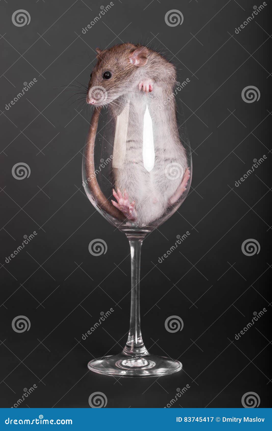 Brown domestic rat stock image. Image of transparent - 83745417