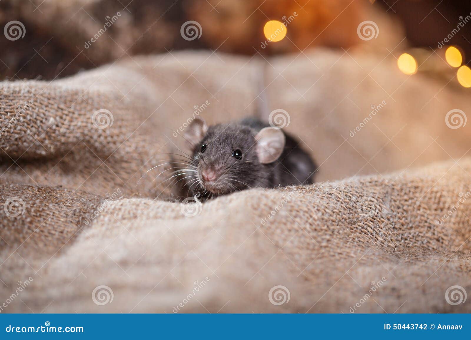 Brown domestic rat stock photo. Image of north, garbage - 50443742