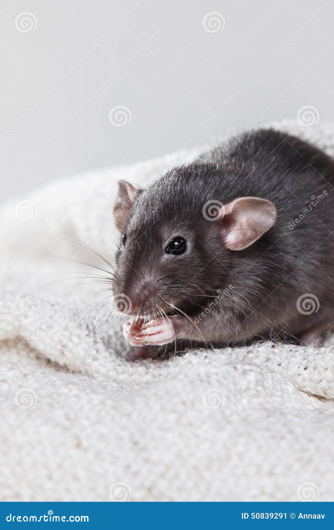 Brown domestic rat stock image. Image of hair, comfort - 50839291