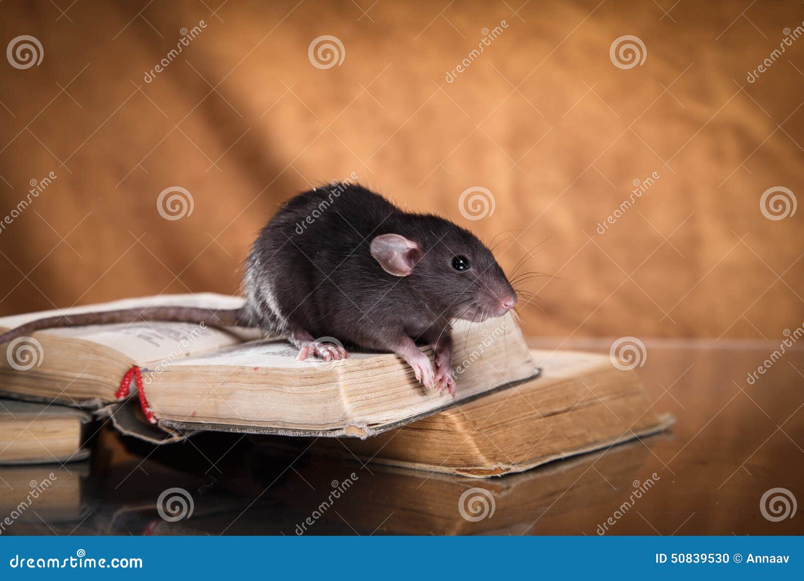Brown domestic rat stock photo. Image of comfort, garbage - 50839530