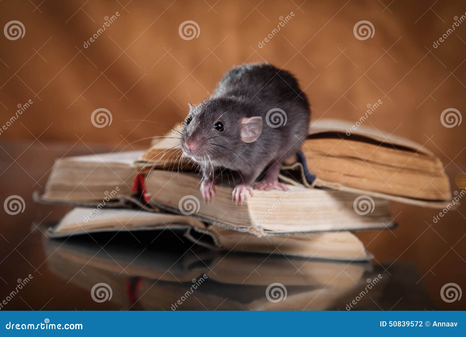 Brown domestic rat stock photo. Image of macro, animal - 50839572
