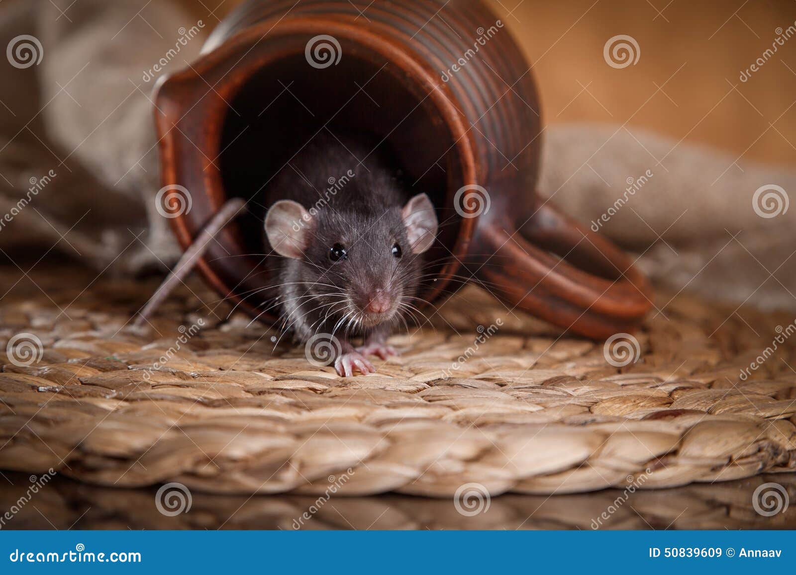 Brown domestic rat stock image. Image of comfort, home - 50839609