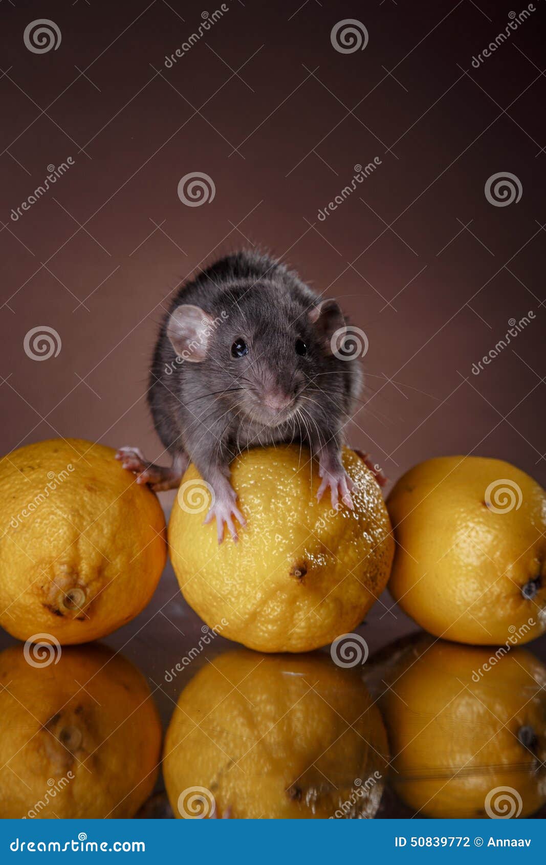 Brown domestic rat stock photo. Image of mice, black - 50839772