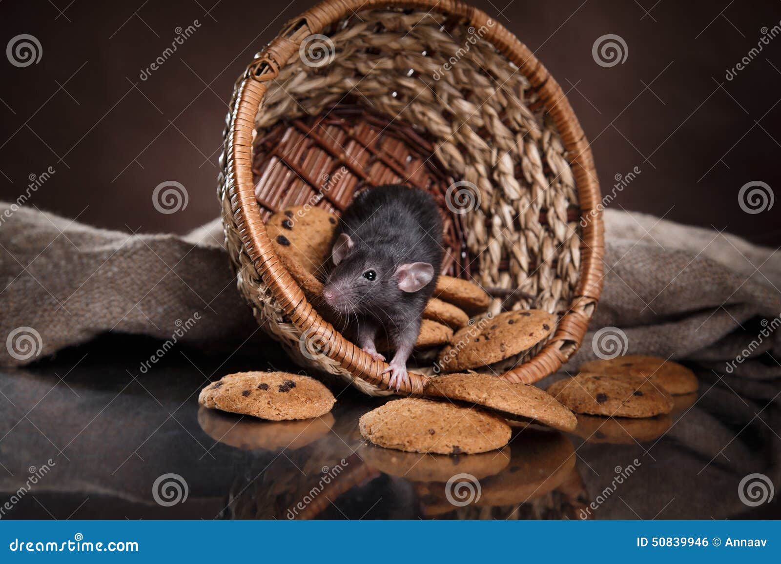 Brown domestic rat stock photo. Image of grey, fluffy - 50839946