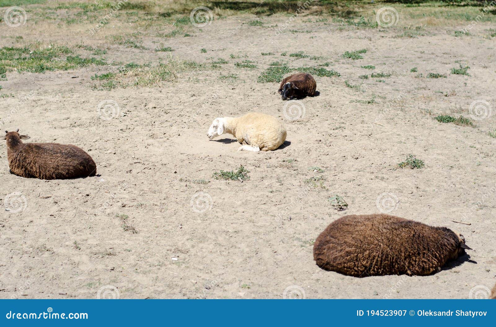 Brown Domestic Sheep Sleep on the Ground. Stock Image - Image of sleep ...