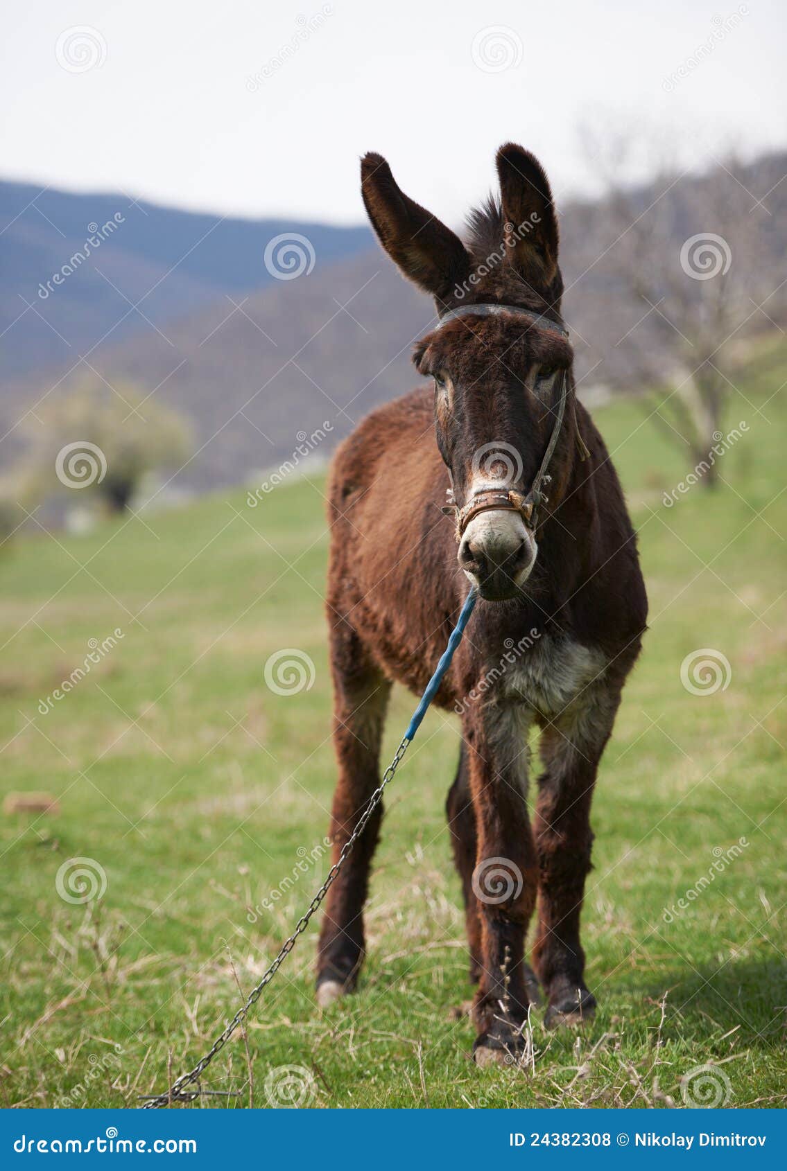 Brown donkey stock photo. Image of mammal, farm, mule - 24382308