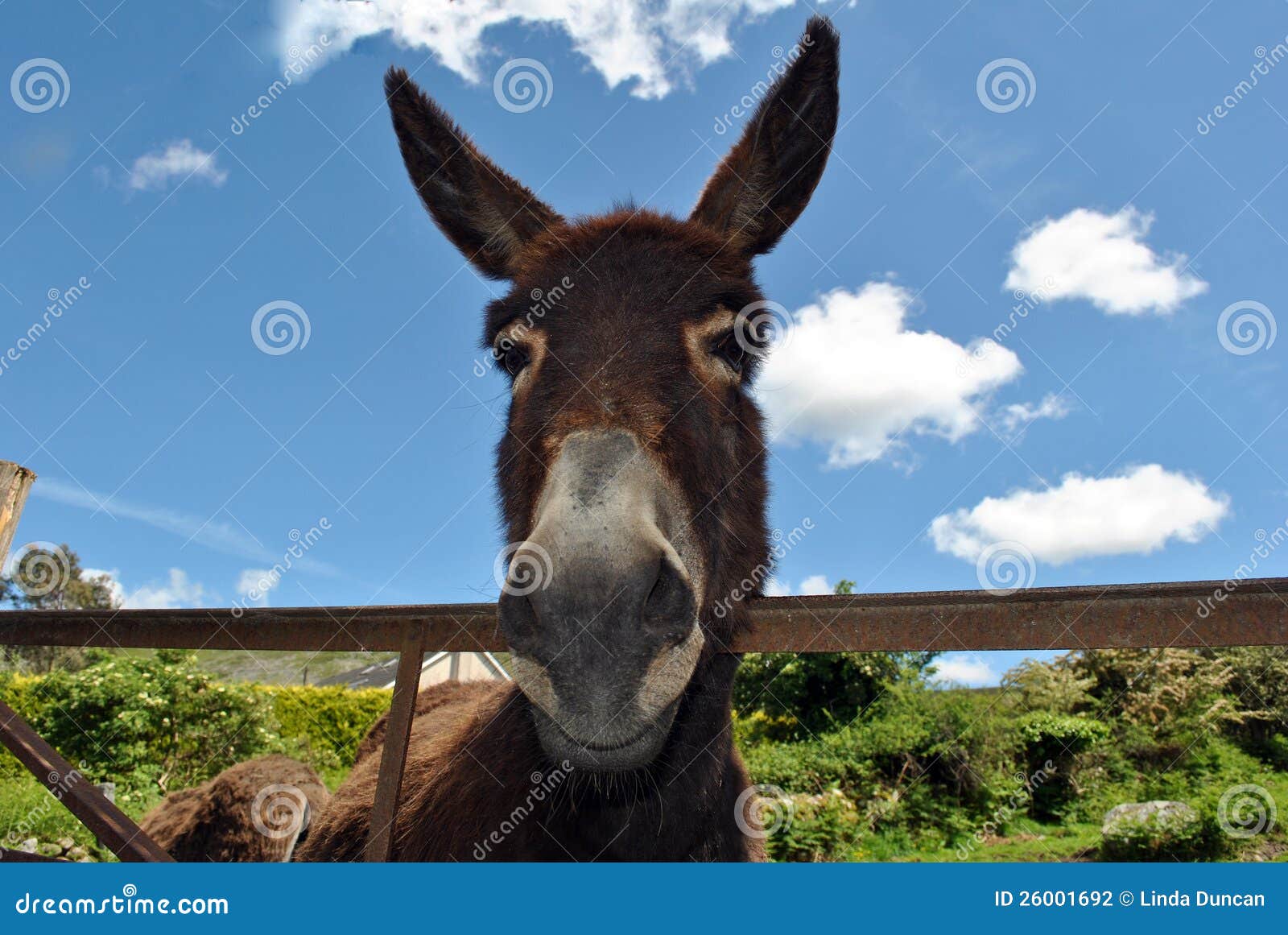 Brown donkey stock photo. Image of animal, cumulus, gate - 26001692