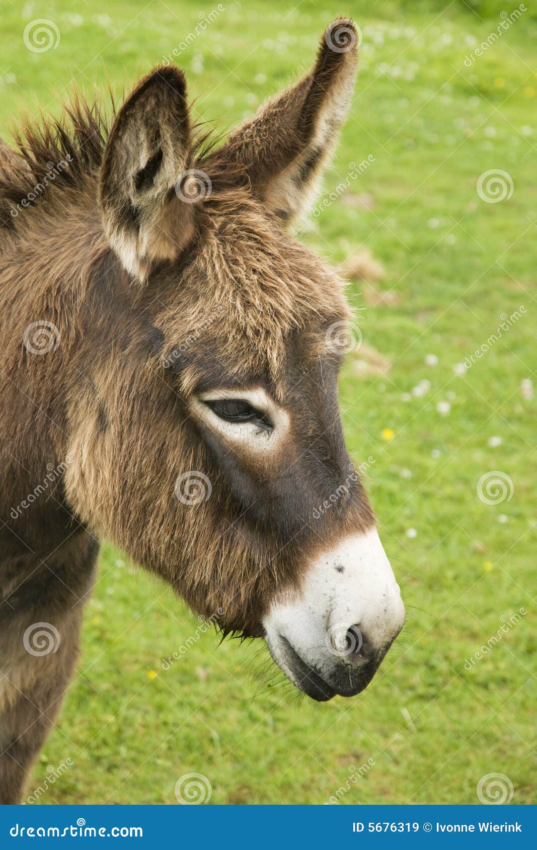 Brown donkey stock image. Image of close, brown, donkeys - 5676319