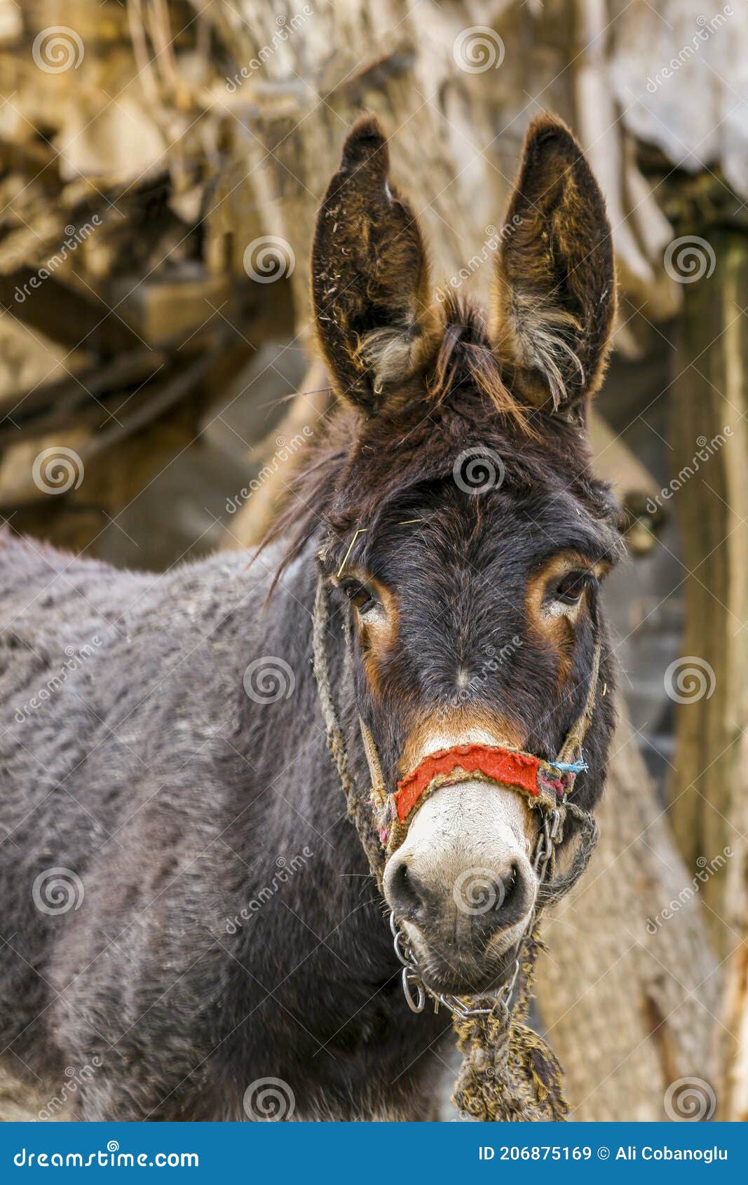 Brown Donkey Grazing in the Land Stock Image - Image of livestock ...