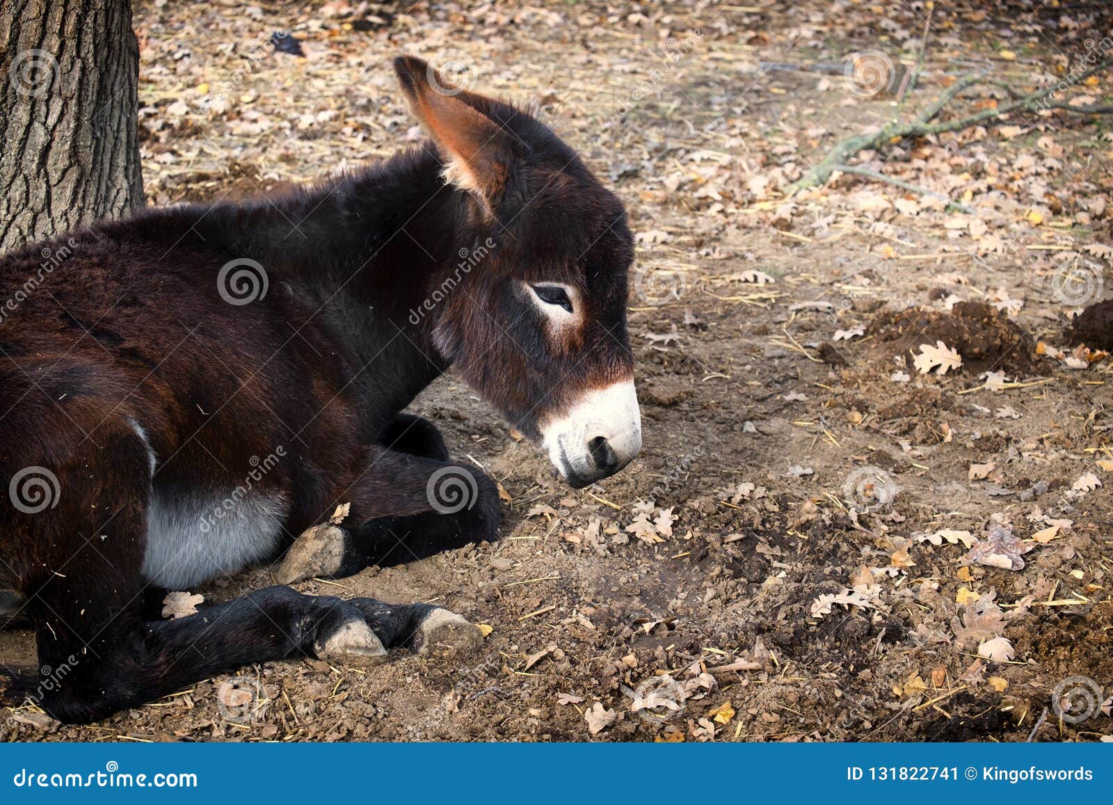 Brown Donkey Lying on the Ground Stock Image - Image of lies, sadness ...