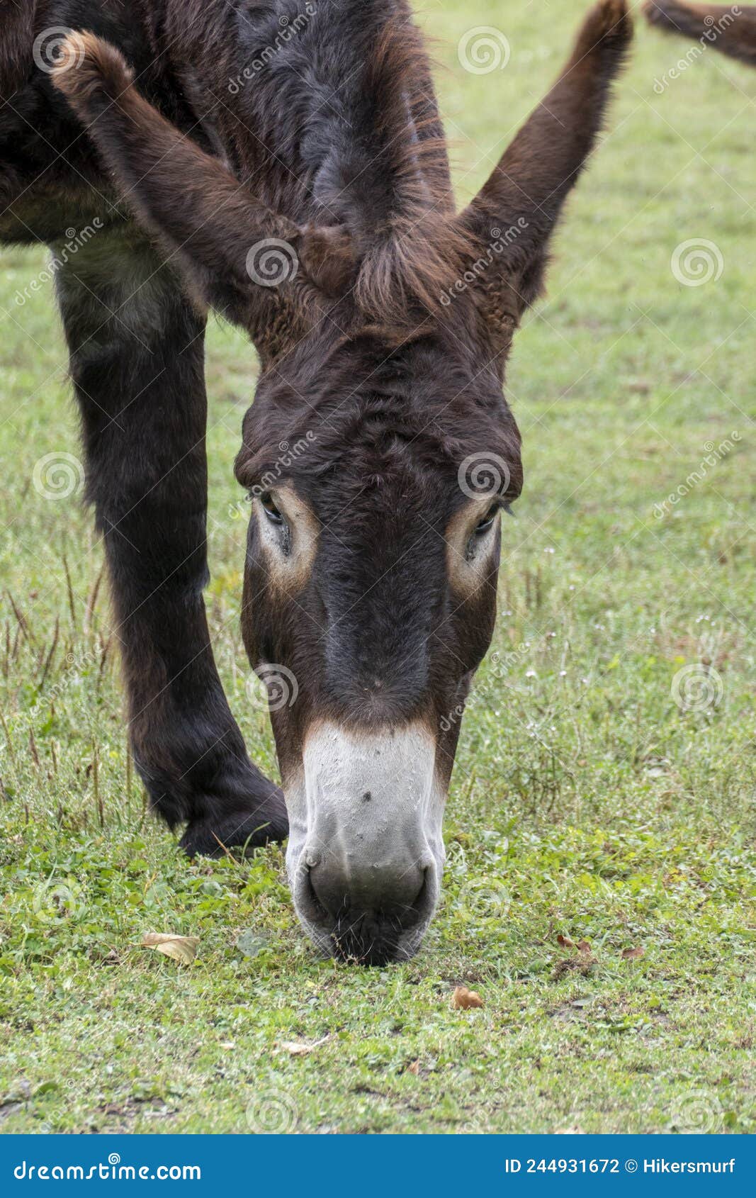 Donkey Mule Sitting In Mediterranean Olive Tree Royalty-Free Stock ...
