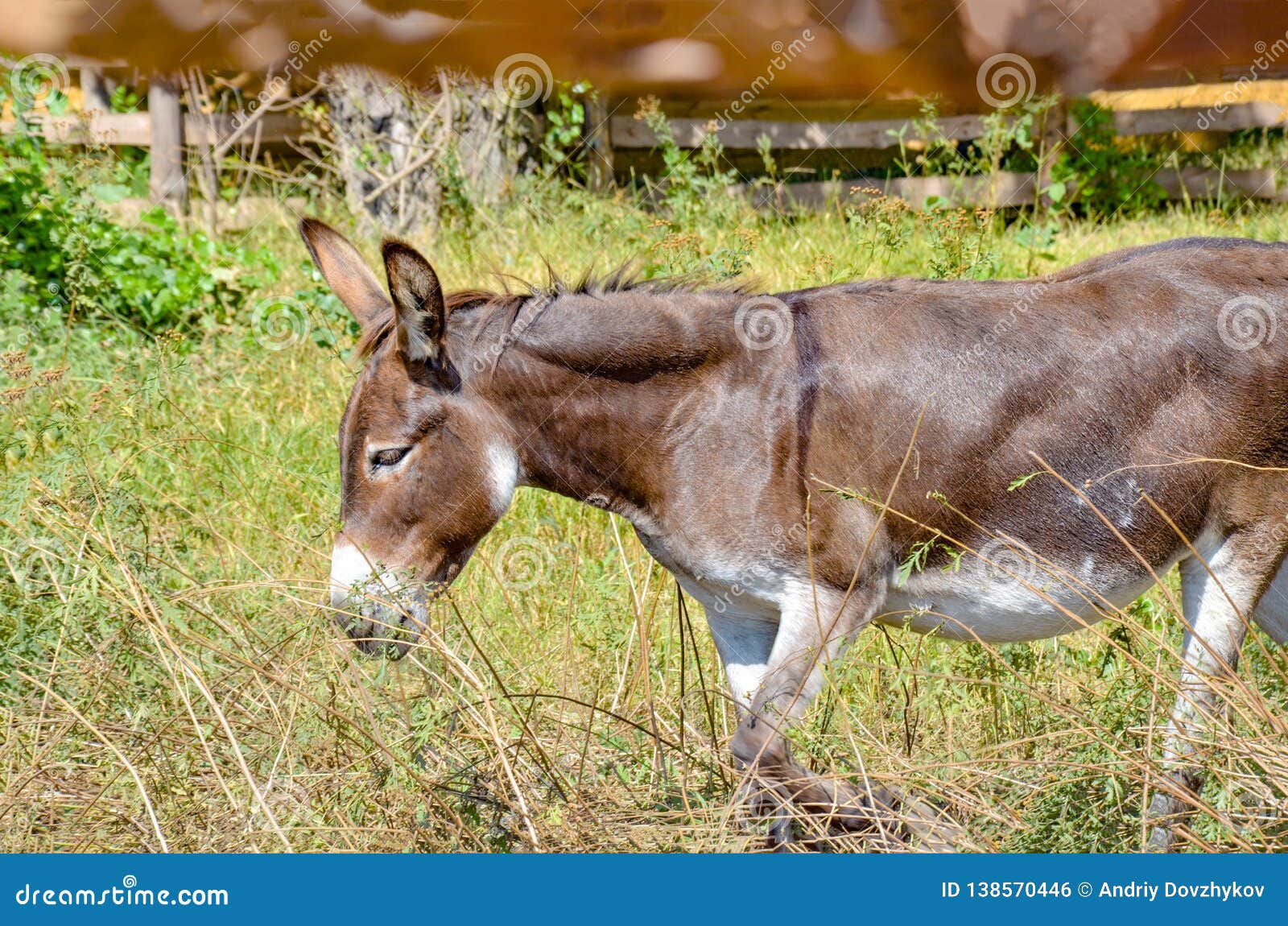 Brown donkey in the pen stock photo. Image of agriculture - 138570446