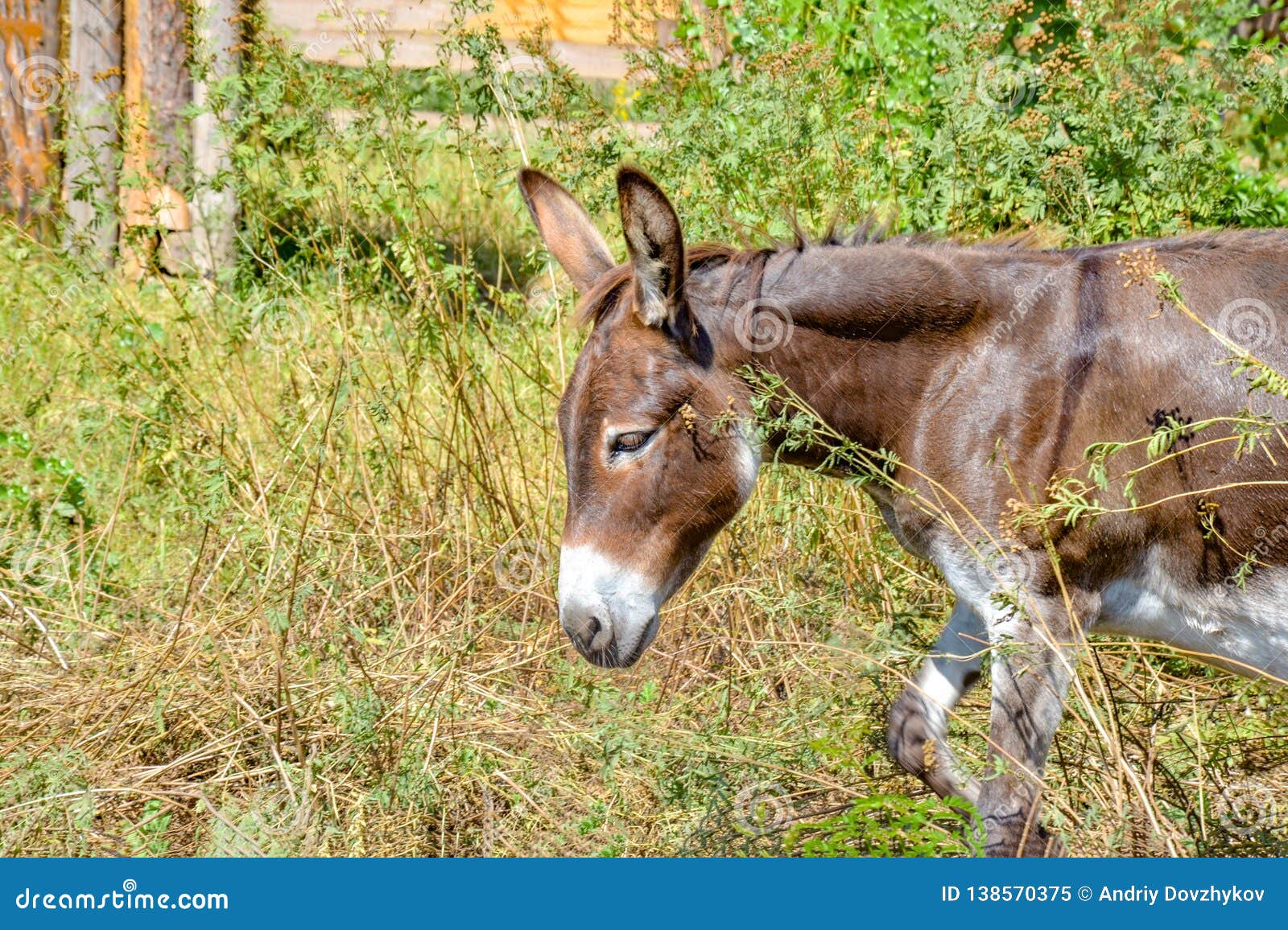 Brown donkey in the pen stock image. Image of park, animal - 138570375