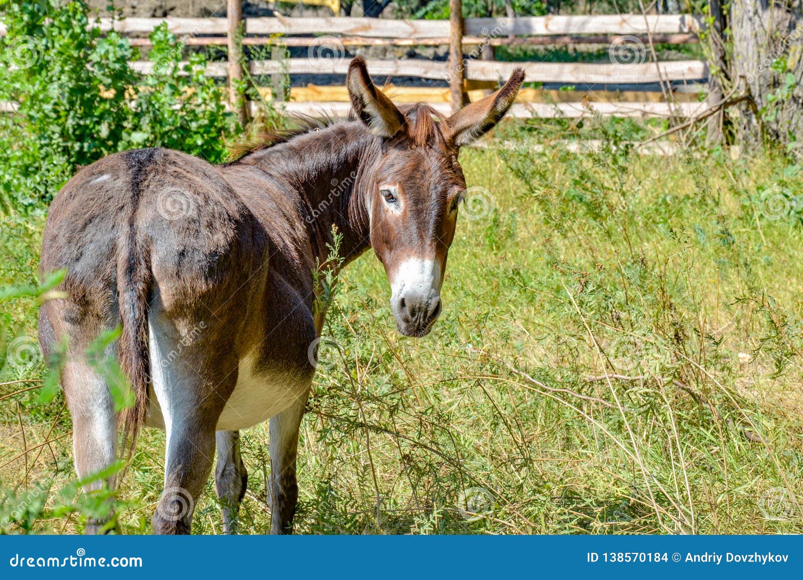 Brown Donkey in the Pen Looking Back Stock Photo - Image of close, park ...