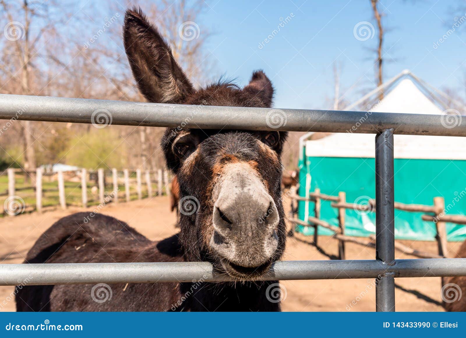 Brown Donkey Portrait Outside on the Farm Stock Photo - Image of donkey ...