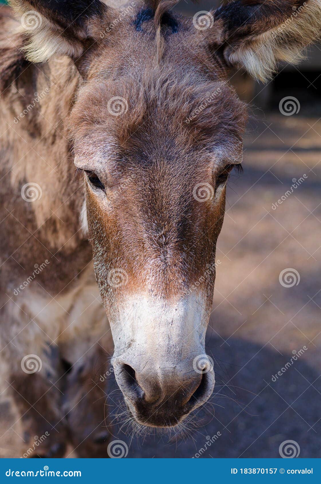Brown Donkey Poses for a Photo Stock Image - Image of farm, mare: 183870157