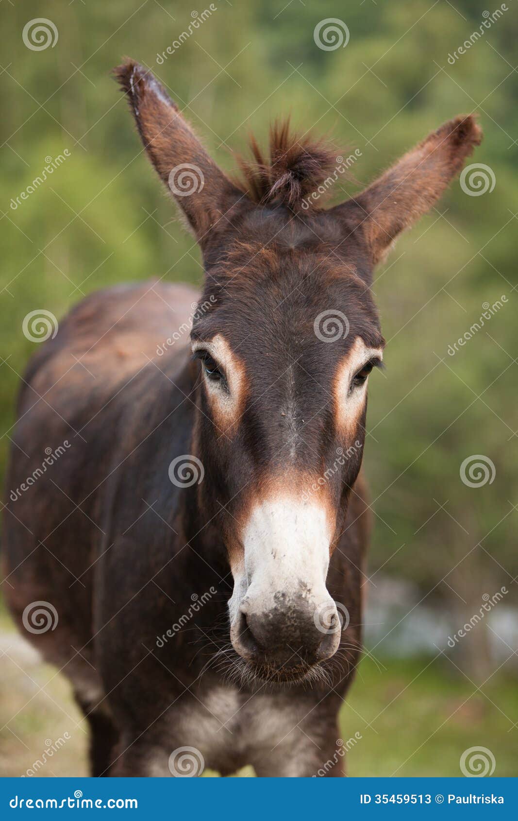 Brown donkey stock image. Image of burden, donkey, funny - 35459513