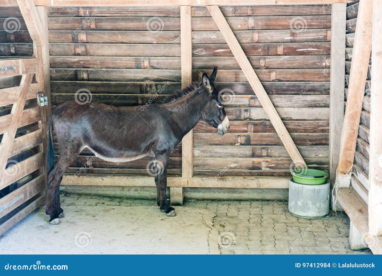 Brown Donkey Standing Inside His Stable Stock Photo - Image of donkey ...