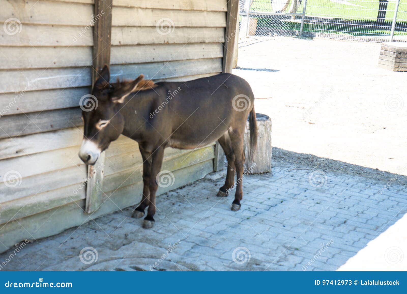 Brown Donkey Standing in the Shadow Outside Stock Image - Image of ...