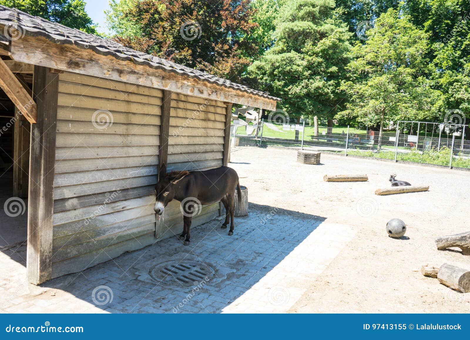 Brown Donkey Standing in the Shadow Outside Stock Image - Image of baby ...