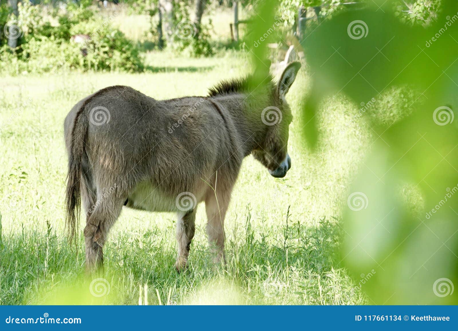 Brown Donkey Standing Under the Tree with Green Bokeh. Stock Photo ...