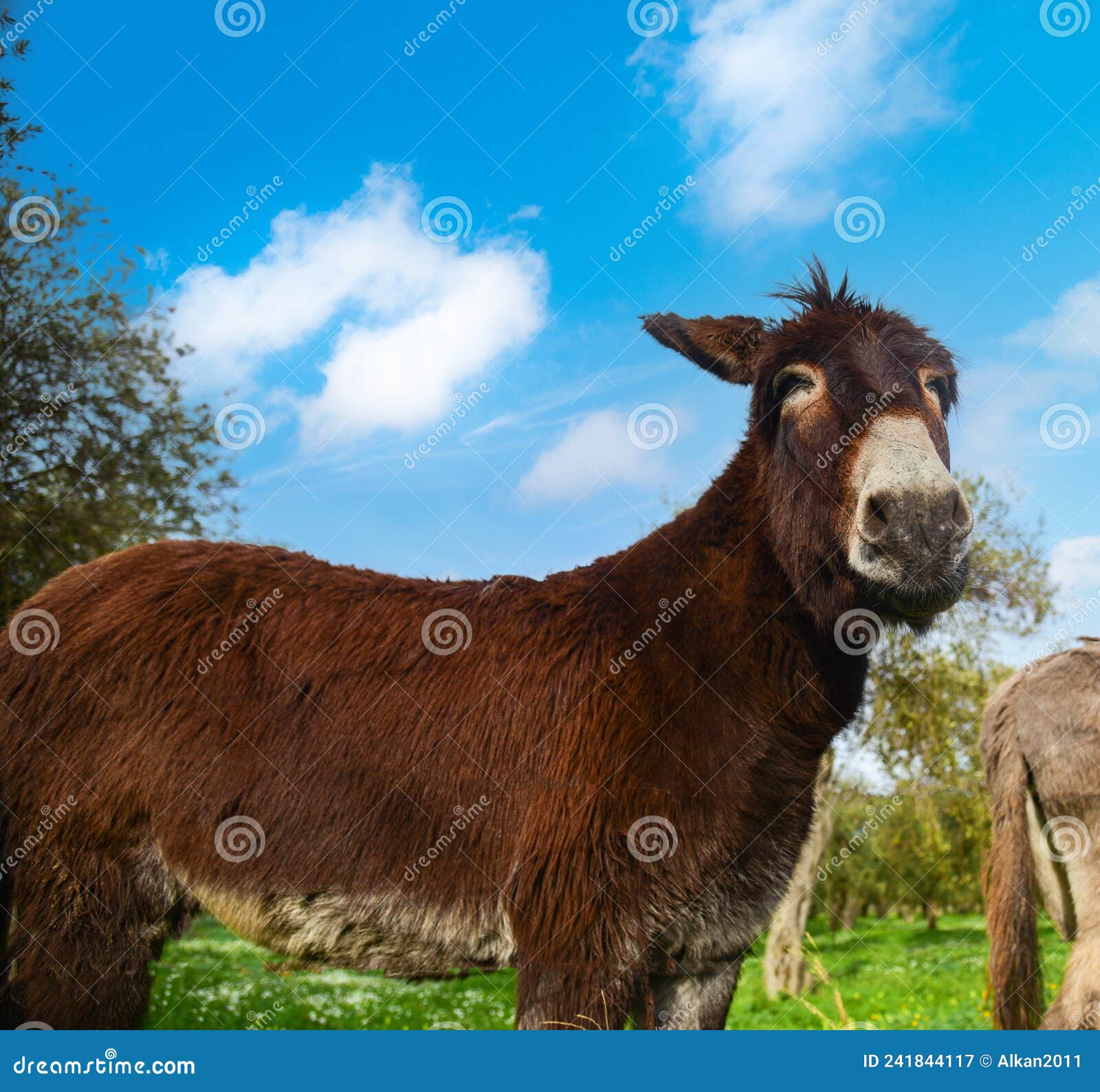 Brown Donkey Under a Blue Sky with Clouds Stock Image - Image of ears ...