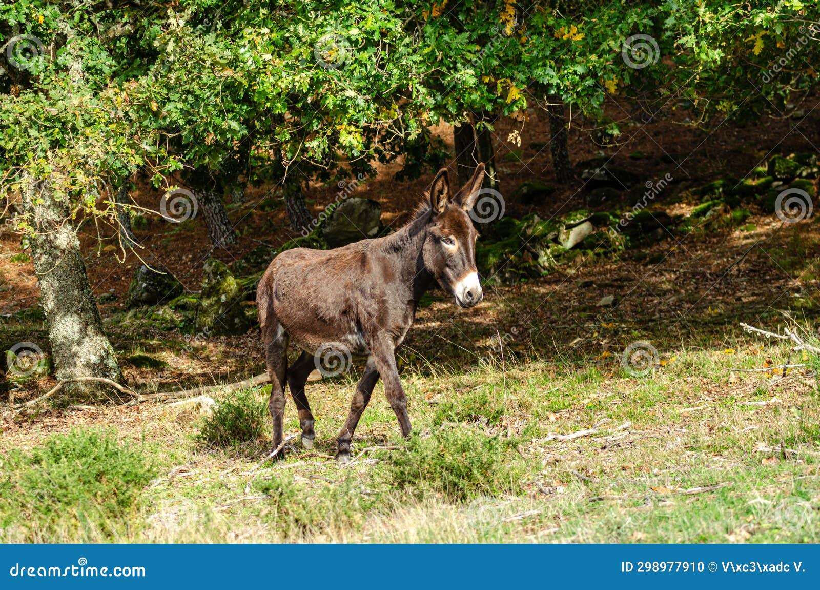 Brown Donkey Walking in a Forest Stock Photo - Image of wild, brown ...
