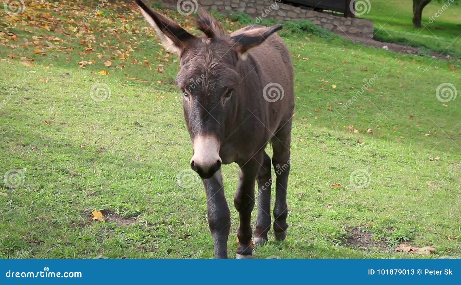 Brown Donkey Walking Towards the Camera Stock Video - Video of head ...