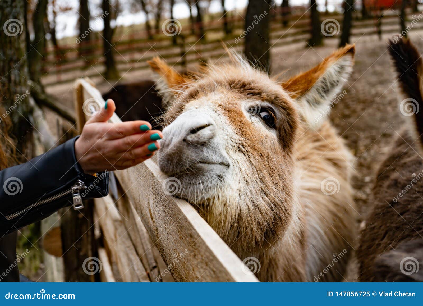Brown Donkey at Zoo Smiling Eating from People`s Hand Stock Image ...