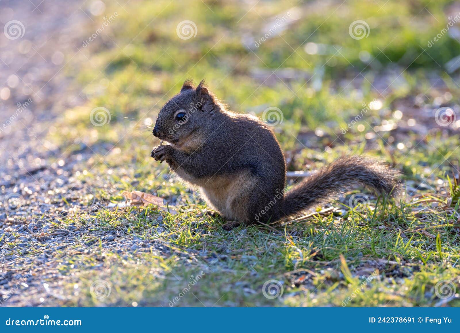 Brown Douglas squirrel stock image. Image of canada - 242378691