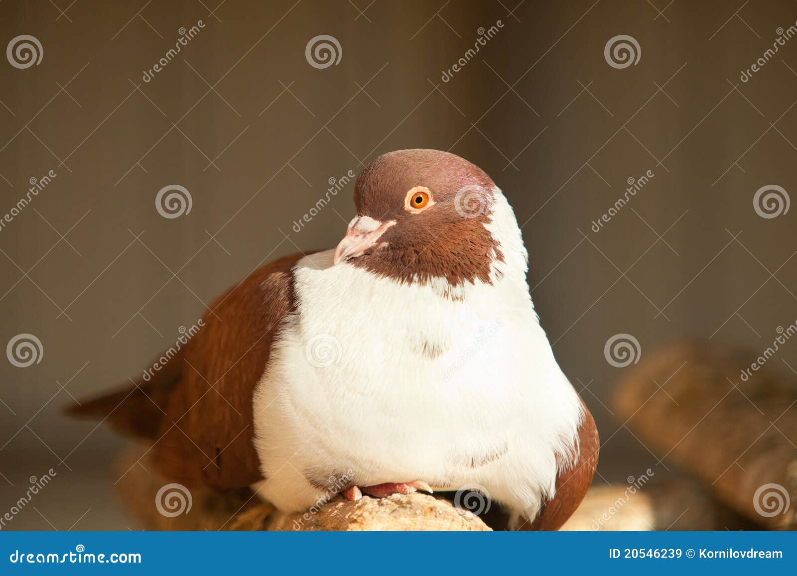 The Brown Dove Spread Its Wings To Fly Off The Bench Stock Image ...